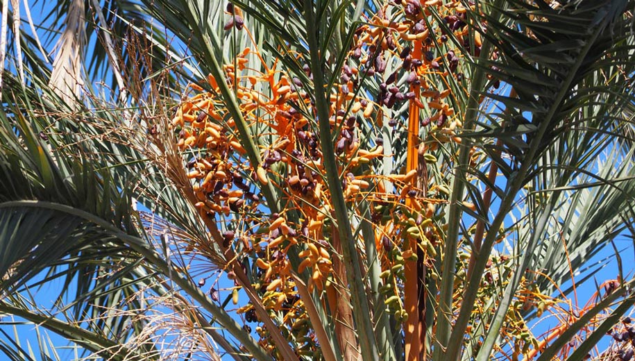 La datte Tunisienne s'exporte plus que jamais